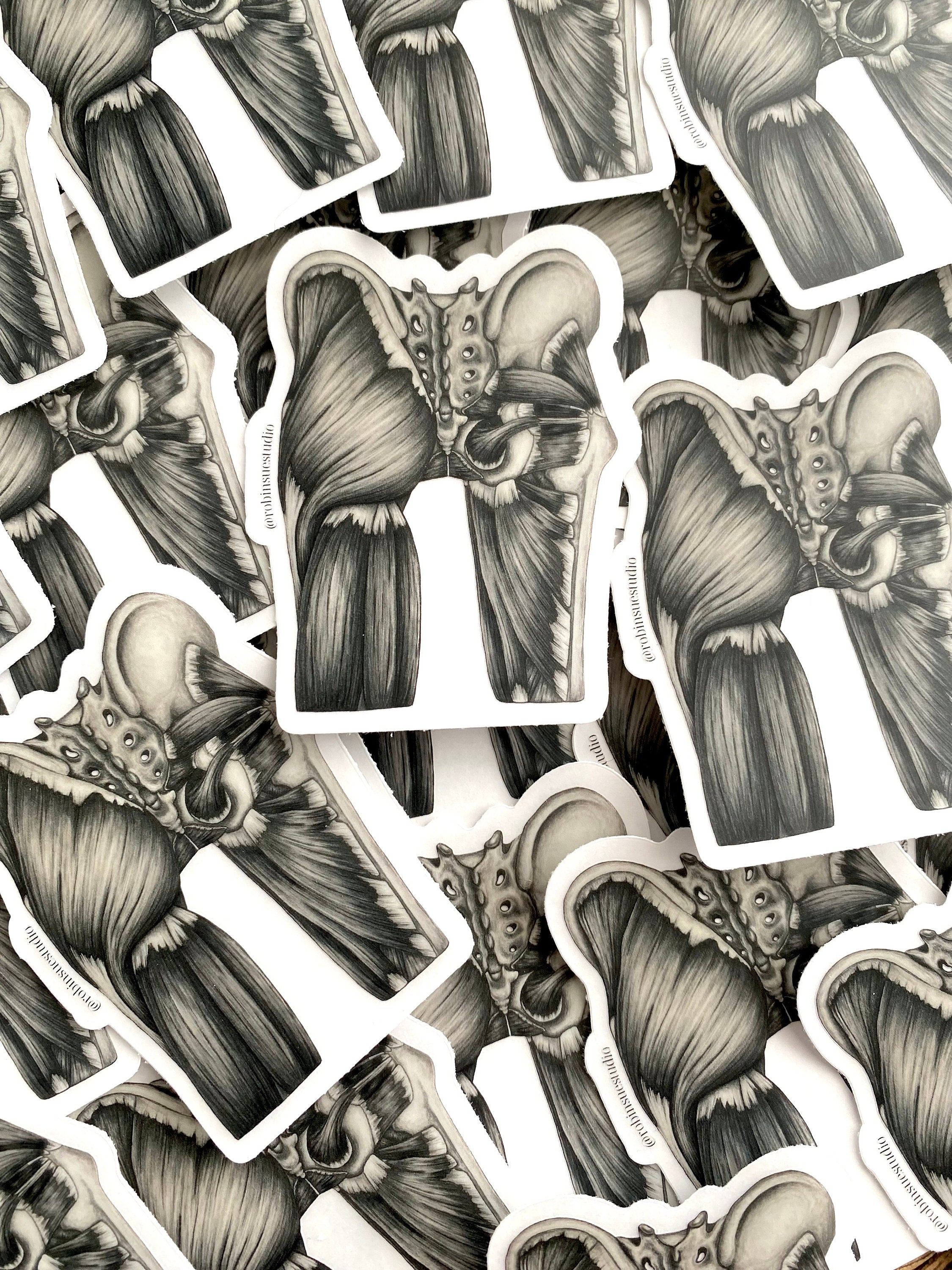 Clear Vinyl Sticker Hip Muscle Anatomy Sticker Waterproof Vinyl Sticker ...