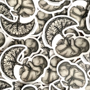 Midwife Gift Newborn Art Placenta Anatomy Sticker for OBGYN Sticker ...