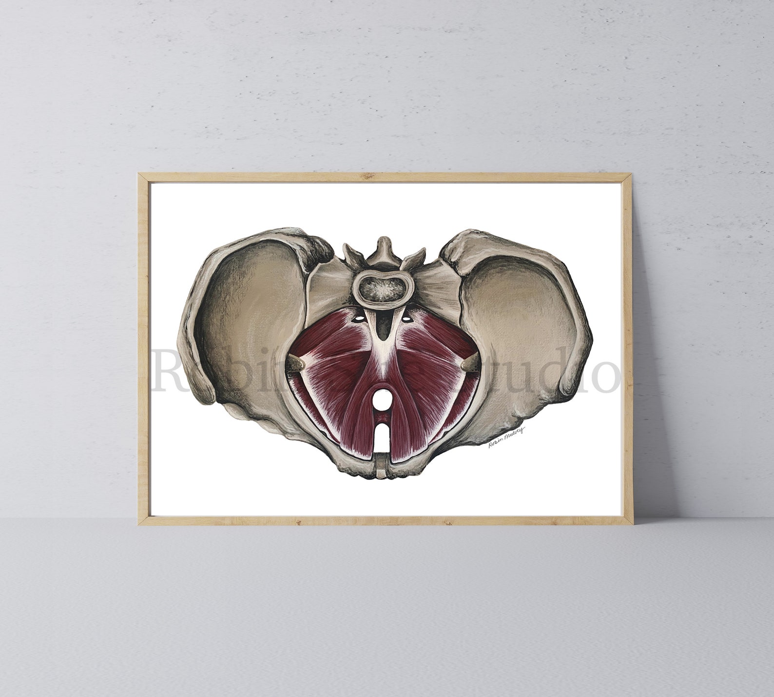 Pelvic Floor Poster for Womens Health Clinic Decor Pelvic Floor Anatomy ...