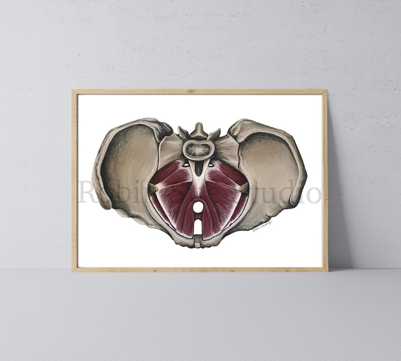 Pelvic Floor Poster for Womens Health Clinic Decor Pelvic Floor Anatomy ...
