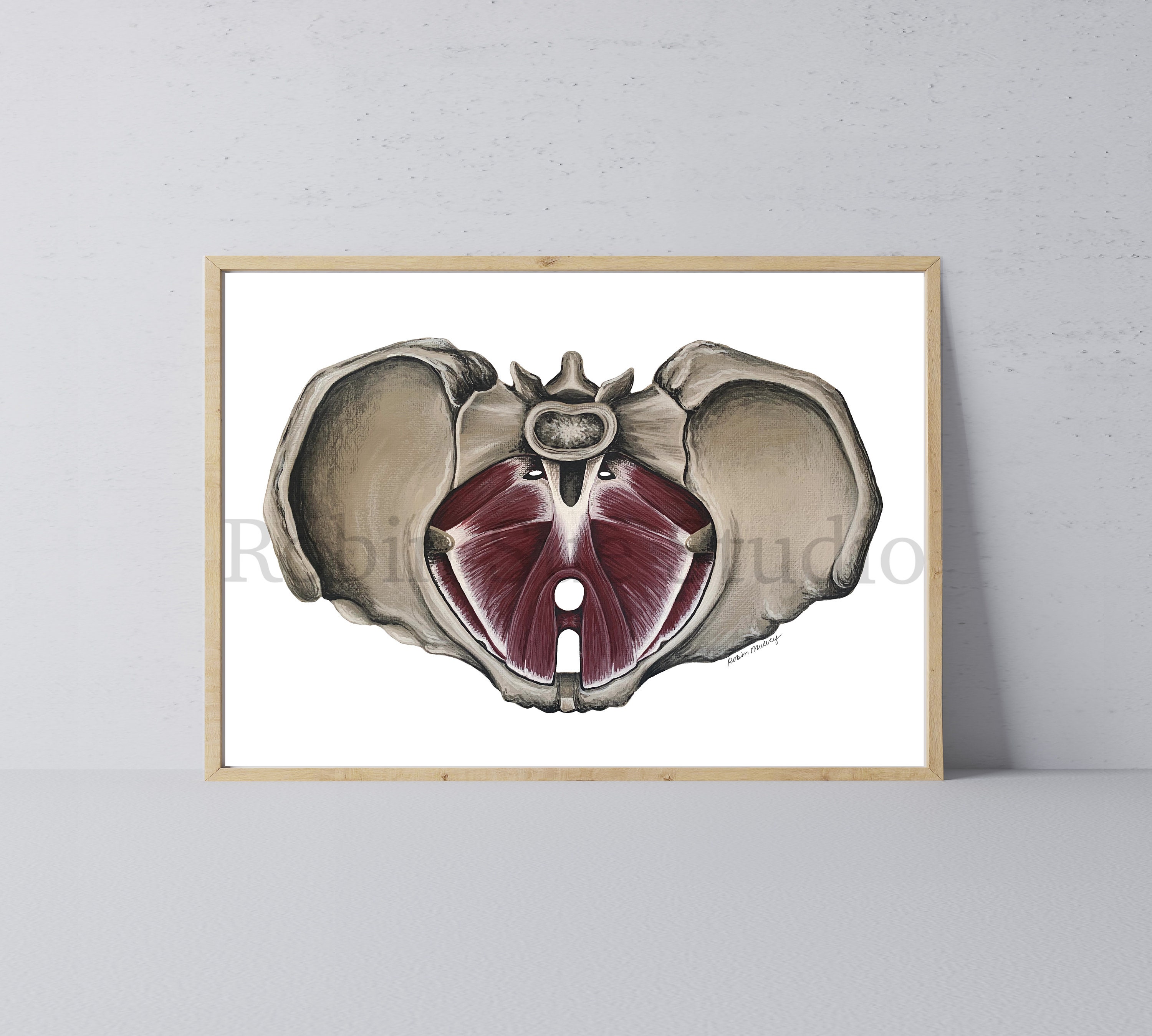 Pelvic Floor Poster for Womens Health Clinic Decor Pelvic Floor Anatomy ...