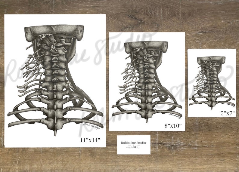 Cervical Spine Nerves Drawing Anatomical Art Print Anatomy - Etsy