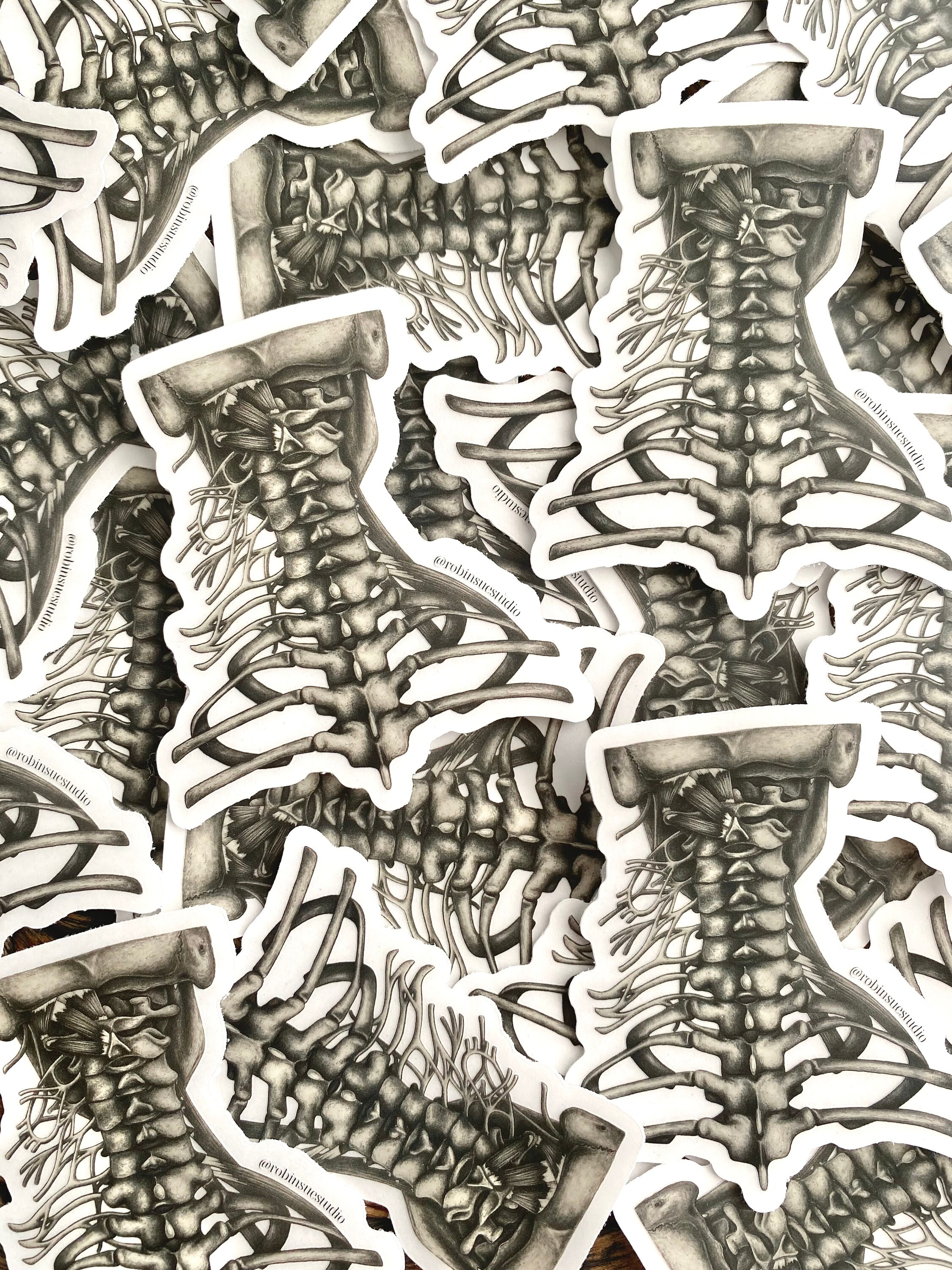 Clear Vinyl Sticker Spine Anatomy Sticker for Water Bottle Waterproof ...