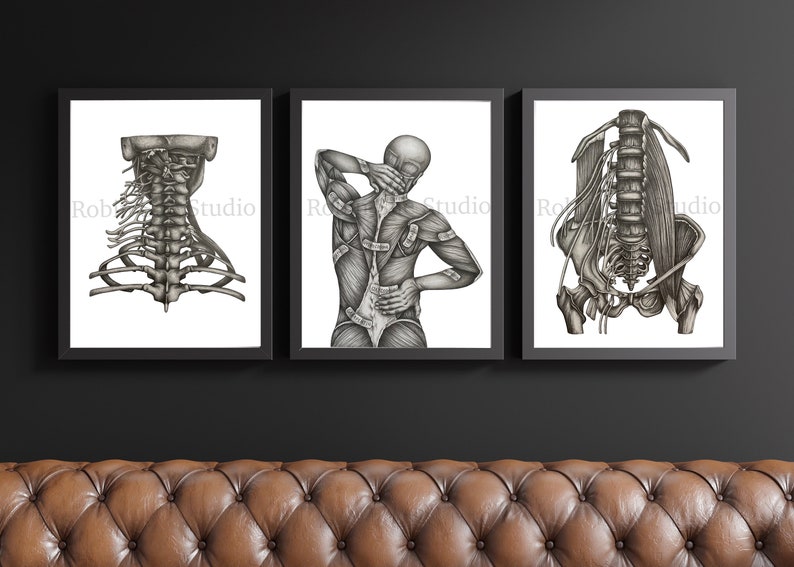 Spine Anatomy Poster Spine Medical Poster for Doctor Office Wall Art ...