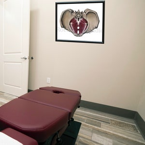 Pelvic Floor Poster for Womens Health Clinic Decor Pelvic Floor Anatomy ...