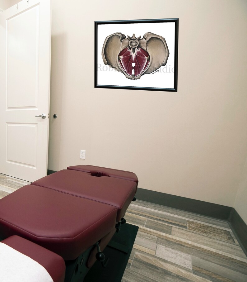 Pelvic Floor Poster for Womens Health Clinic Decor Pelvic Floor Anatomy ...