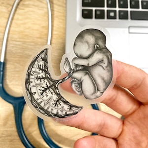 Midwife Gift Newborn Art Placenta Anatomy Sticker for OBGYN Sticker ...