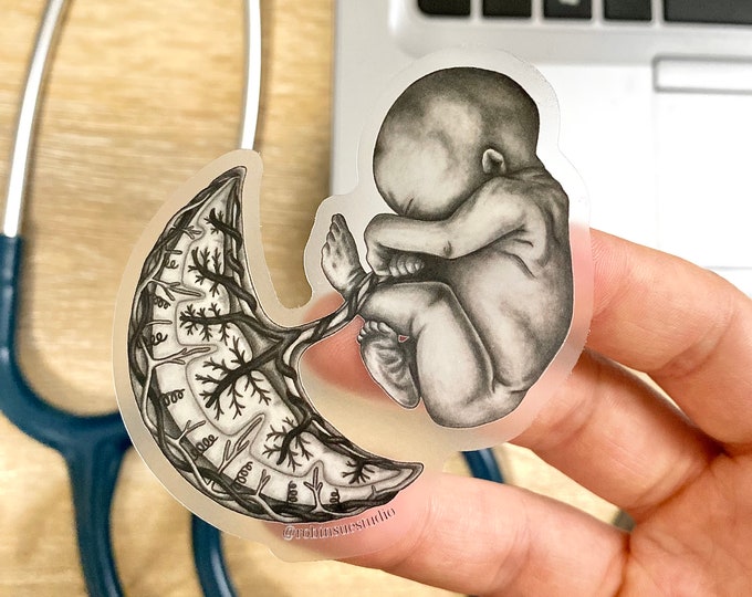 Midwife Gift Newborn Art Placenta Anatomy Sticker for OBGYN Sticker ...