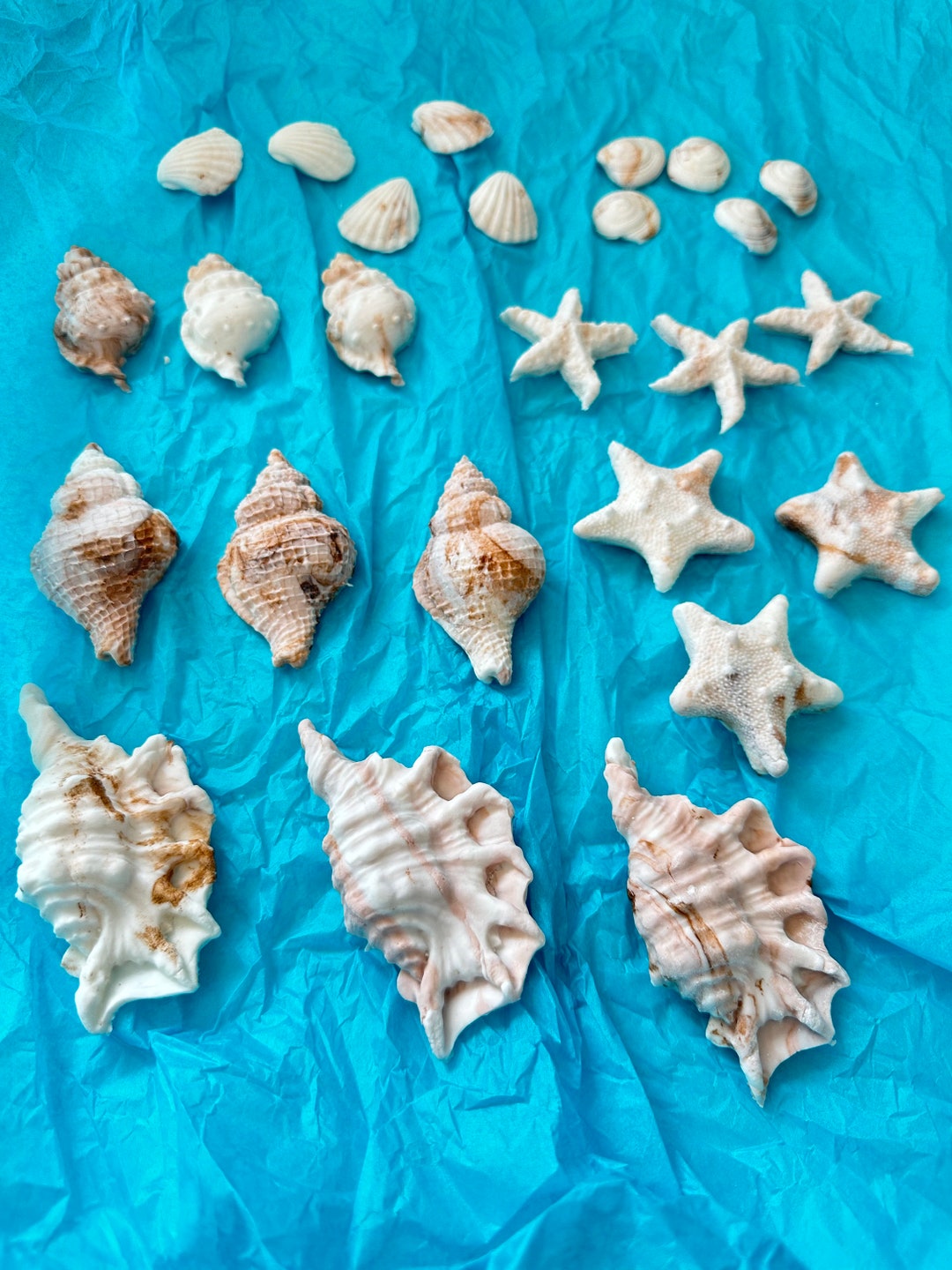 25 White Edible Fondant Seashell Set With Pearl Shimmer Finish - Etsy