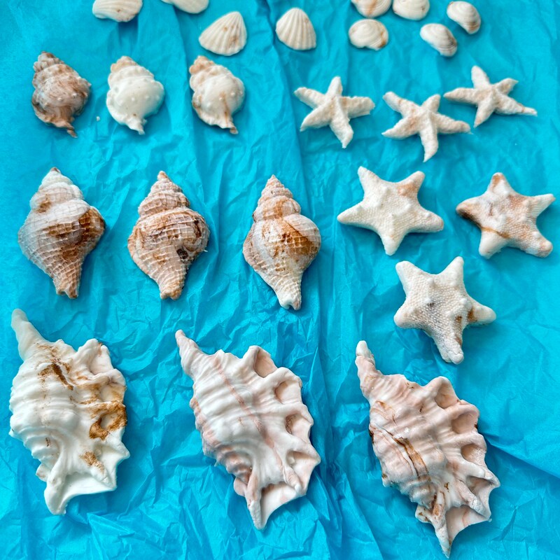 Edible Sea Shells - Etsy