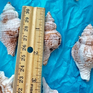 25 White Edible Fondant Seashell Set With Pearl Shimmer Finish - Etsy