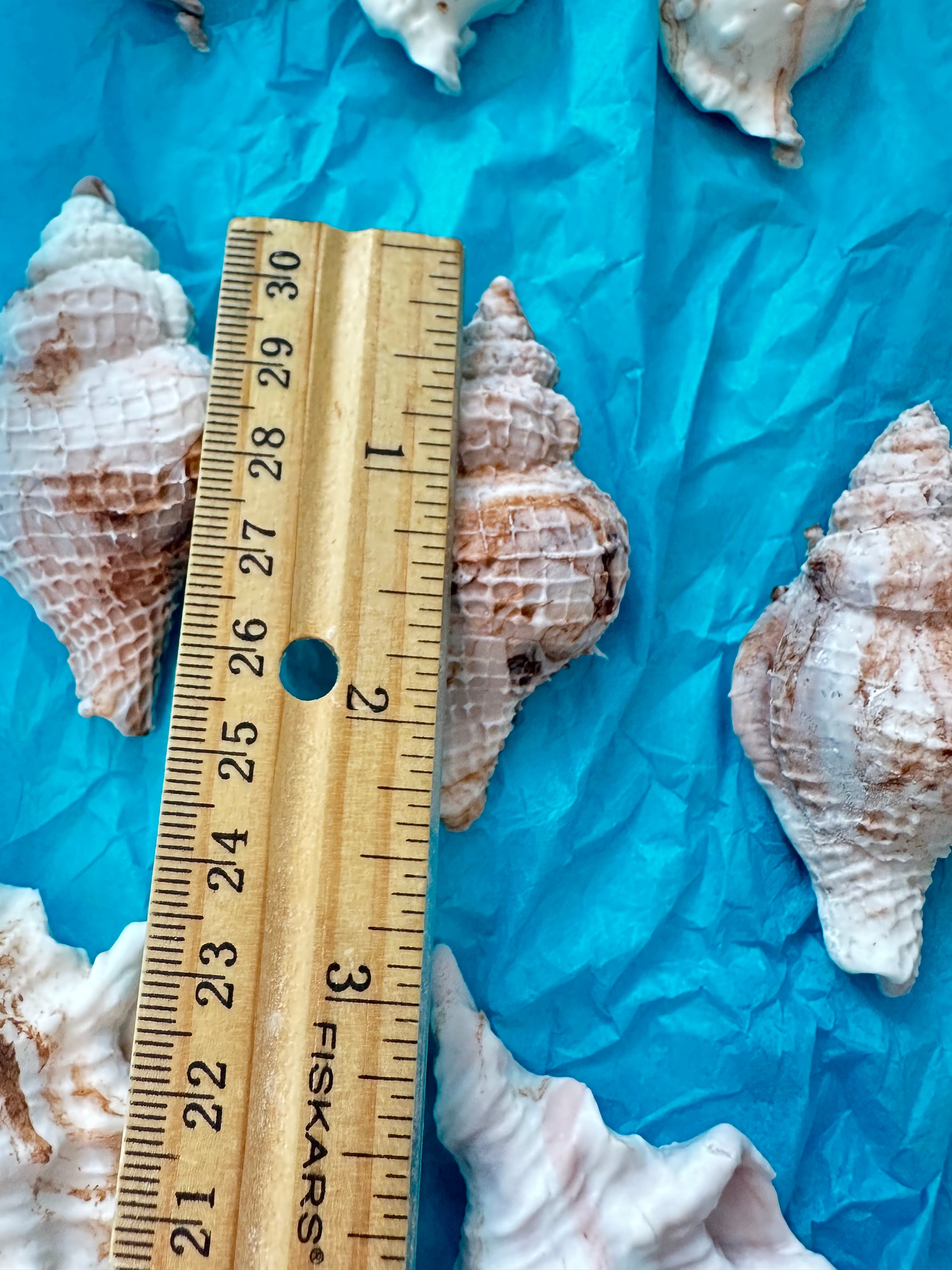 25 White Edible Fondant Seashell Set With Pearl Shimmer Finish - Etsy