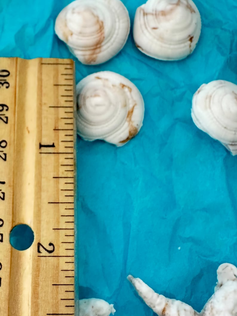 25 White Edible Fondant Seashell Set With Pearl Shimmer Finish - Etsy