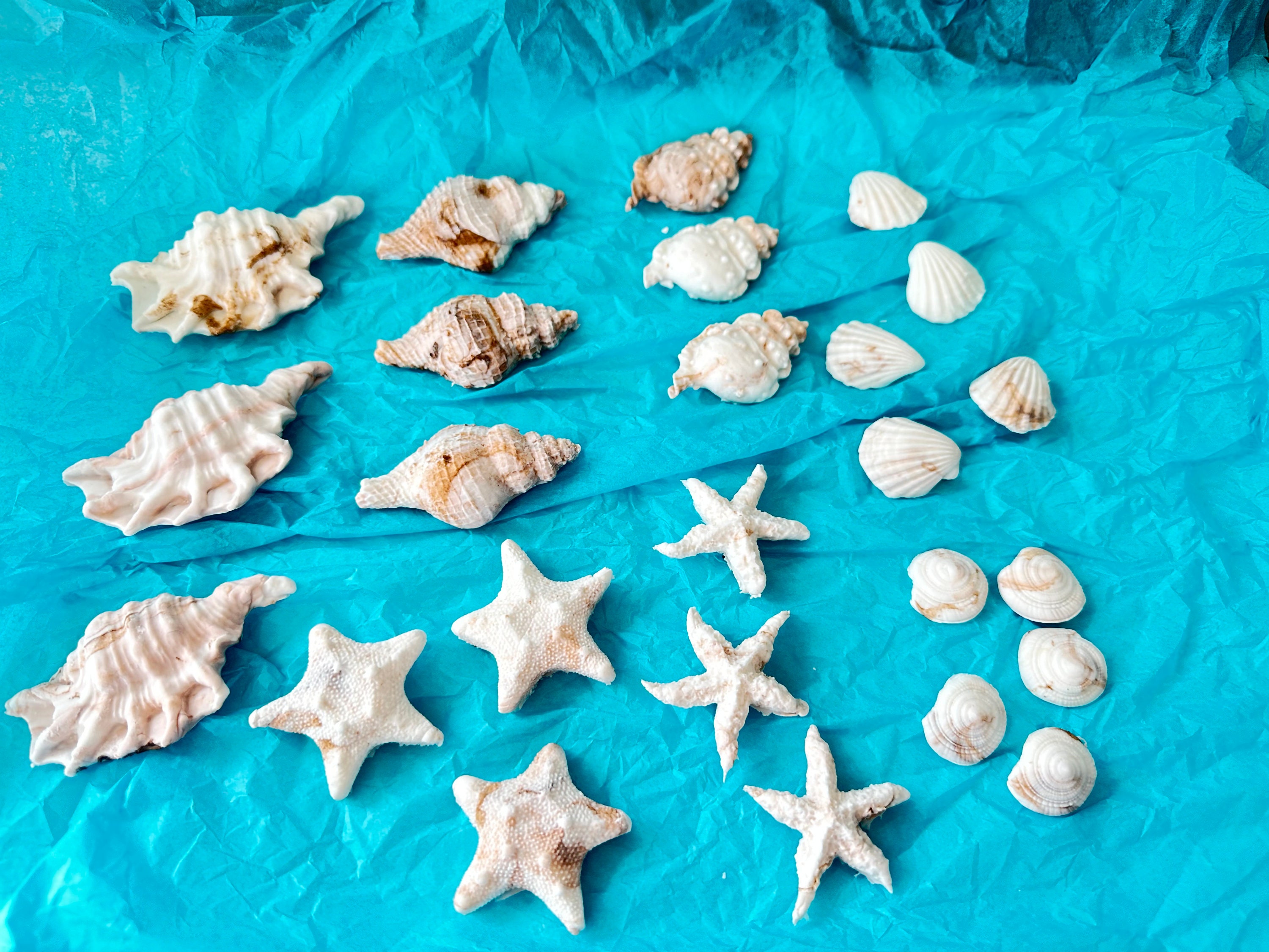 25 White Edible Fondant Seashell Set With Pearl Shimmer Finish - Etsy