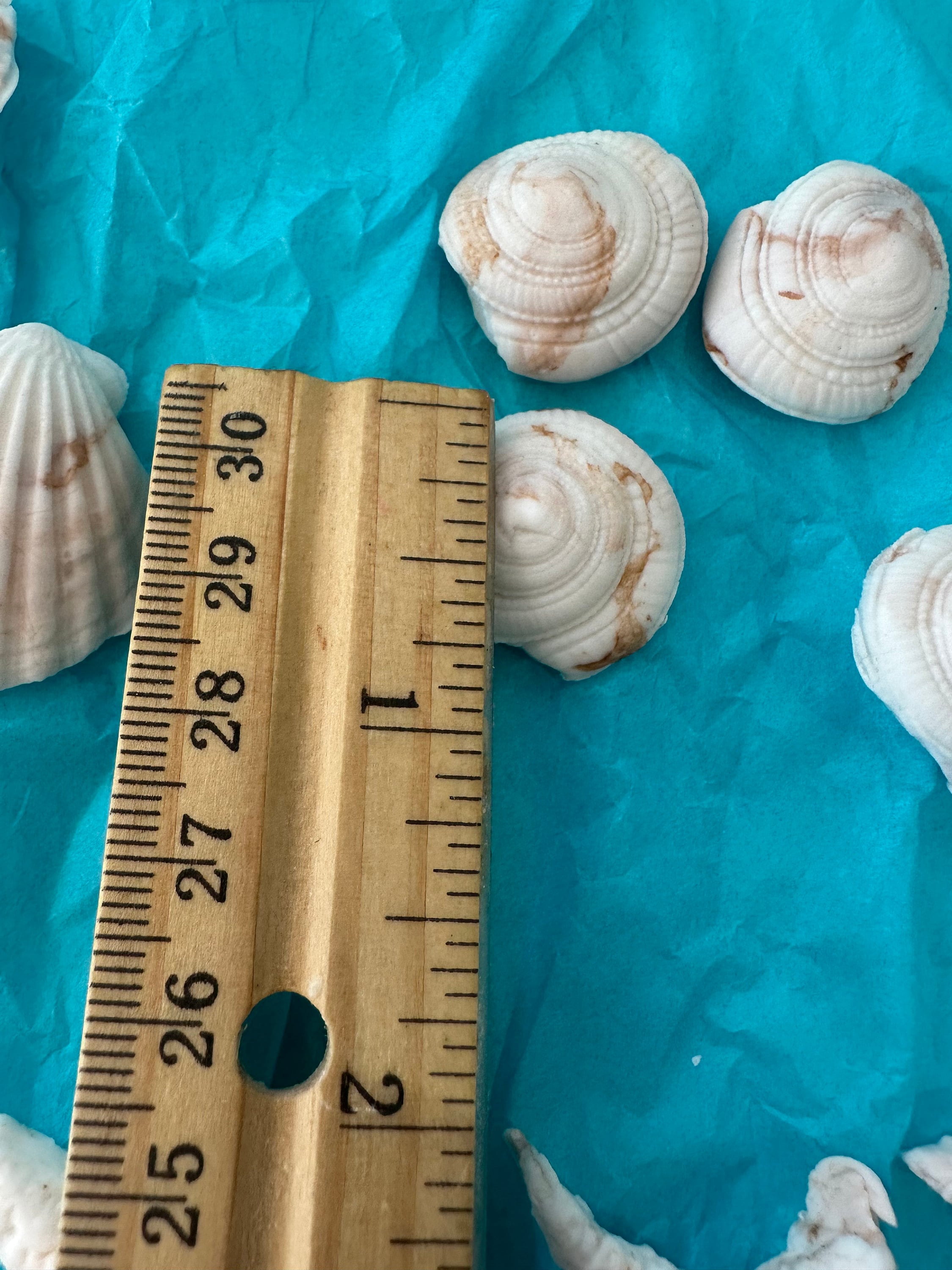 25 White Edible Fondant Seashell Set With Pearl Shimmer Finish - Etsy