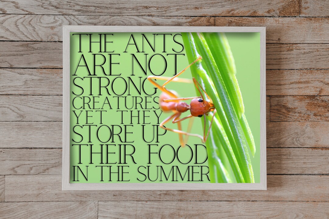 PROVERBS 30:25 Bible Verse Wall Decor Ant Photo With Scripture - Etsy