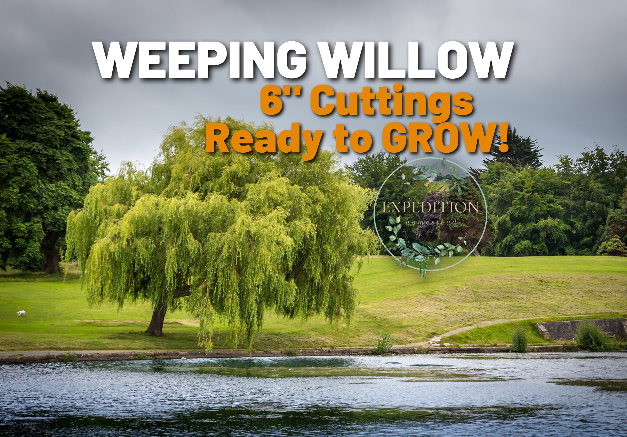 Weeping Willow Cuttings 5 Count READY TO GROW 6 - Etsy