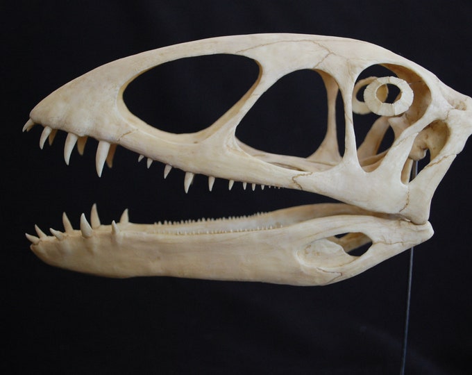 Dimorphodon Fossil Pterosaur Skull Replica Not Dinosaur - Etsy