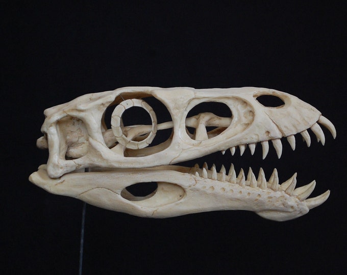 Masiakasaurus Dinosaur Skull Replica Fossil - Etsy