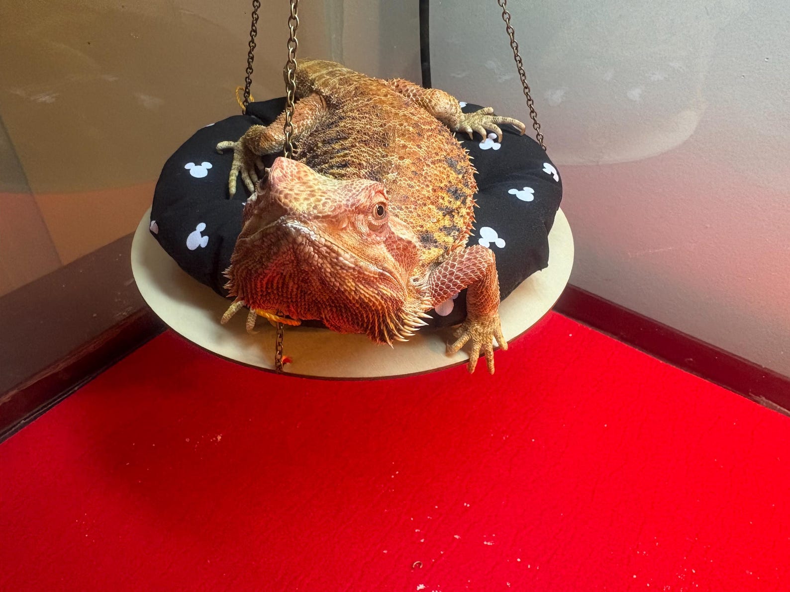 BEARDED DRAGON Papasan Swing - Etsy