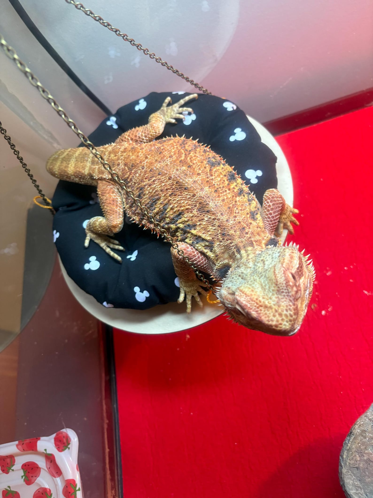 BEARDED DRAGON Papasan Swing - Etsy