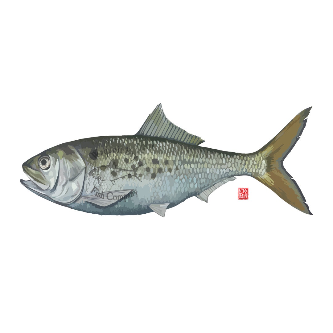 Menhaden Vector Art, Fish Vector Art, Vector Art, Menhaden, Svg, Png ...