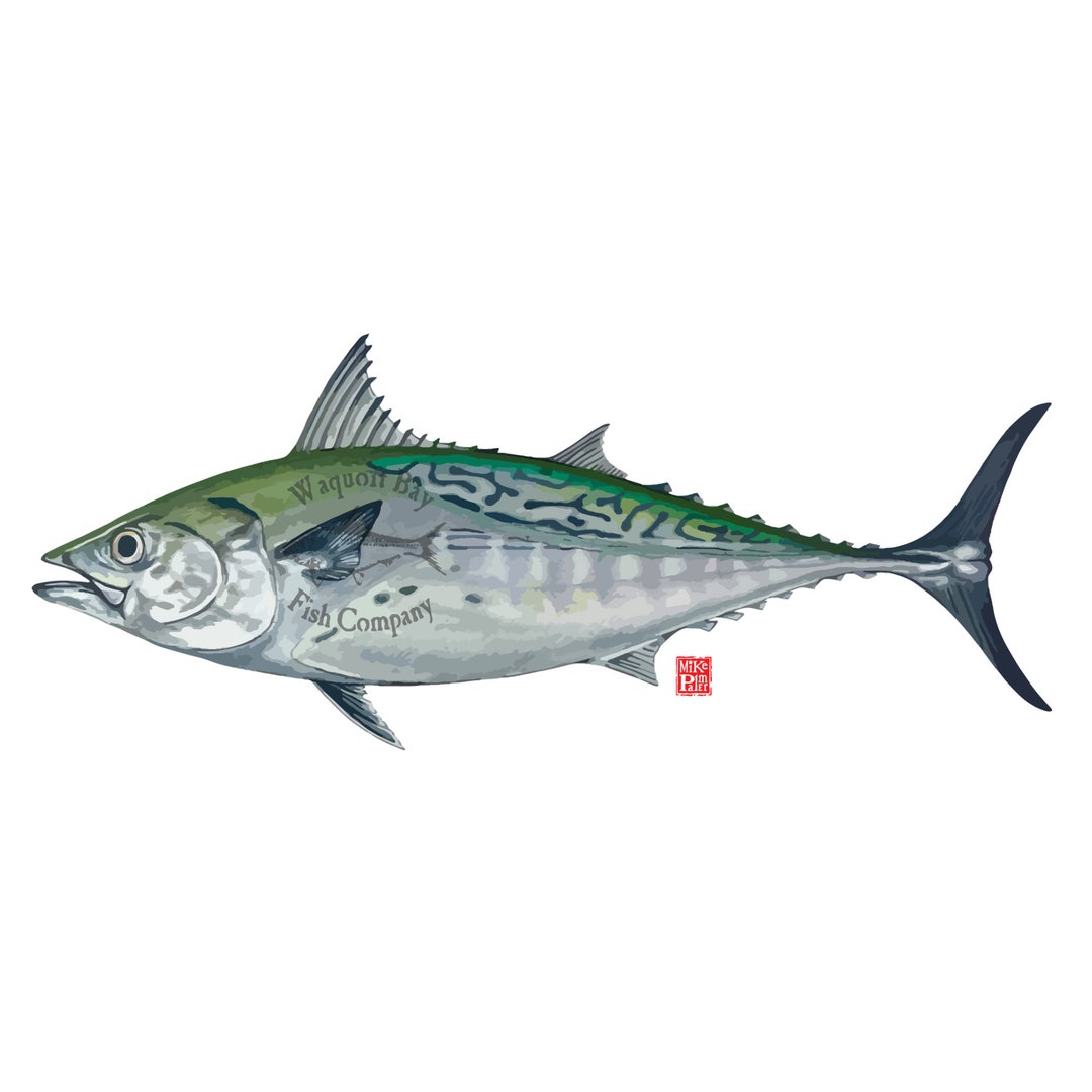 False Albacore Vector Art Fish Vector Art Vector Art False - Etsy