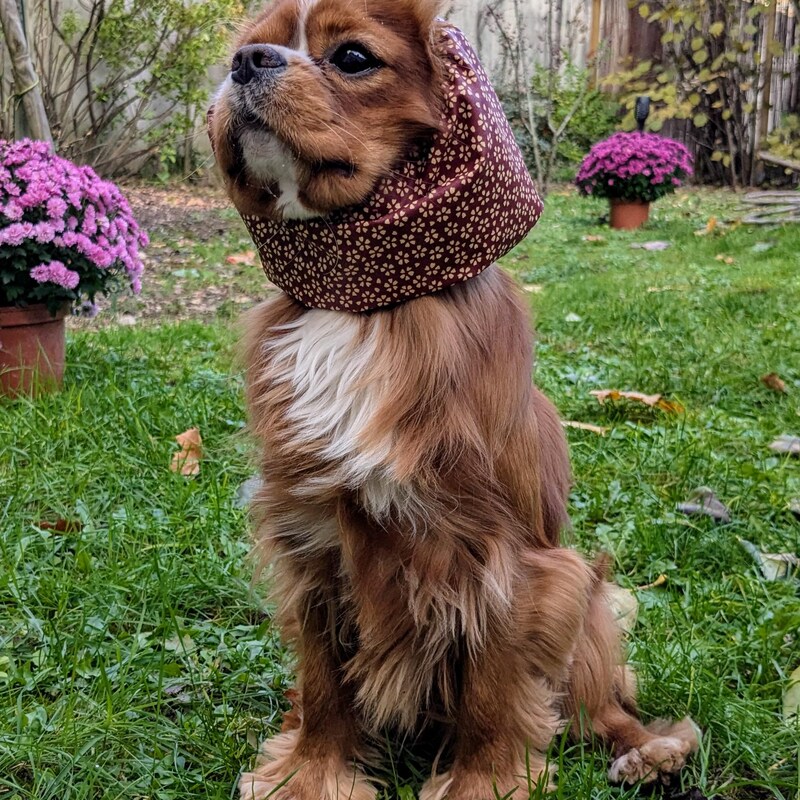Cavalier Dog Snood - Etsy