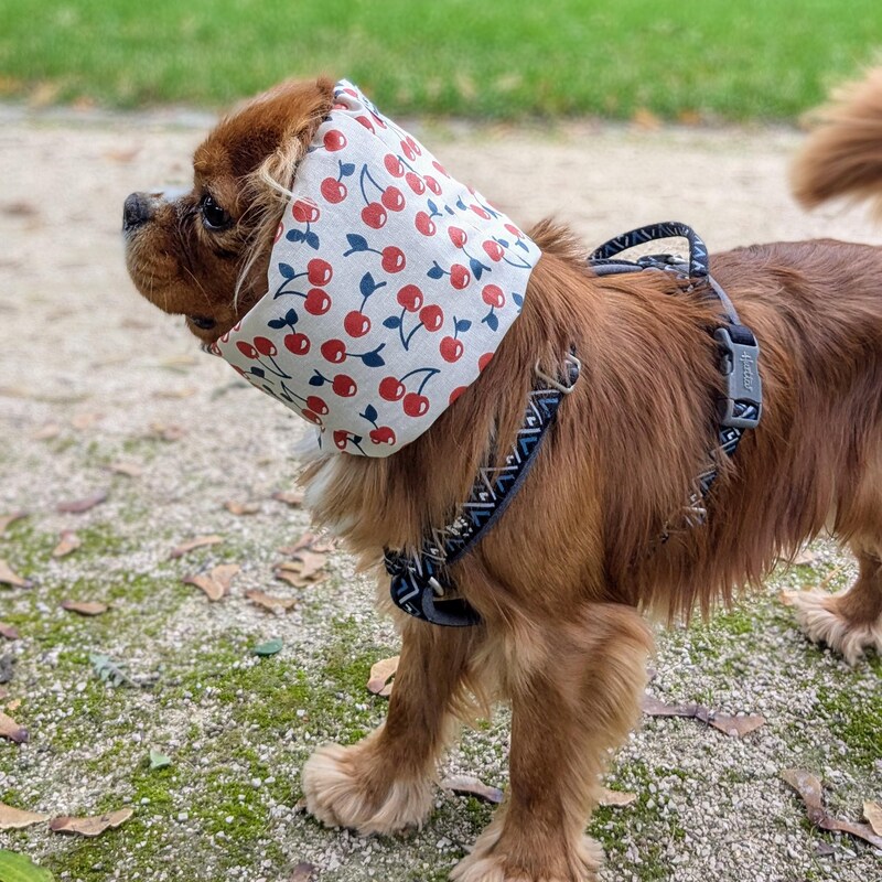 Cavalier Dog Snood - Etsy