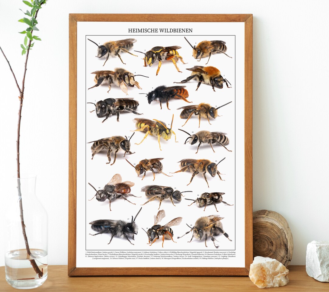 Wild Bees Poster - Native Wild Bees - With German and Latin Captions ...