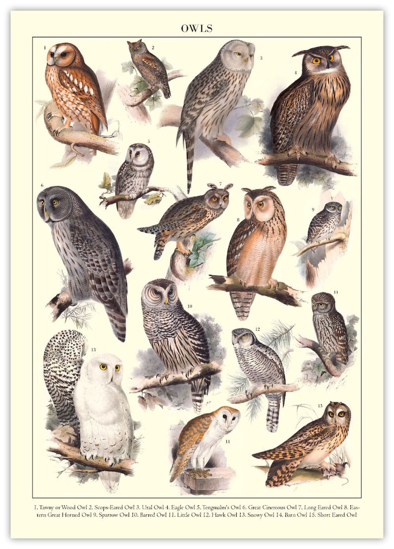 Exclusive Vintage Owl Poster Owls WITHOUT FRAME - Etsy