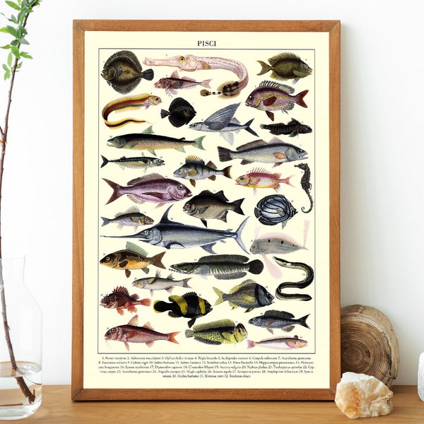 Fish Poster - Etsy