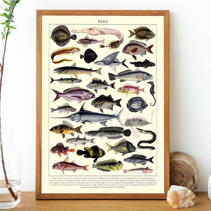 Vintage Fish Poster - Etsy