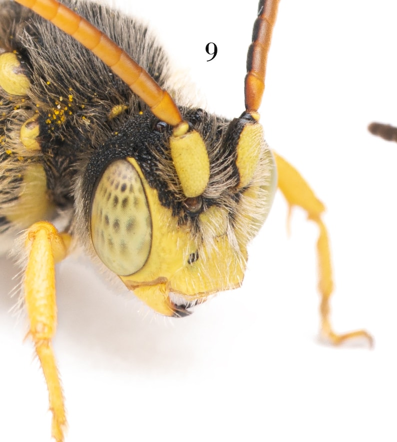 Wild Bees Poster - Native Wild Bees - With German and Latin Captions ...