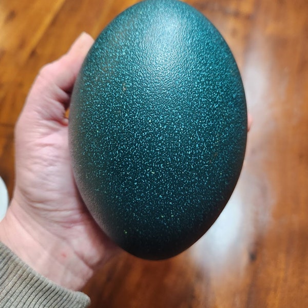 Emu Egg - Etsy