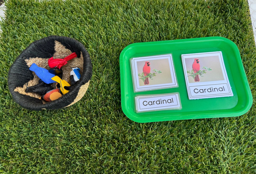 Montessori Backyard Birds 3 Part Cards With Miniatures Educational Toys ...