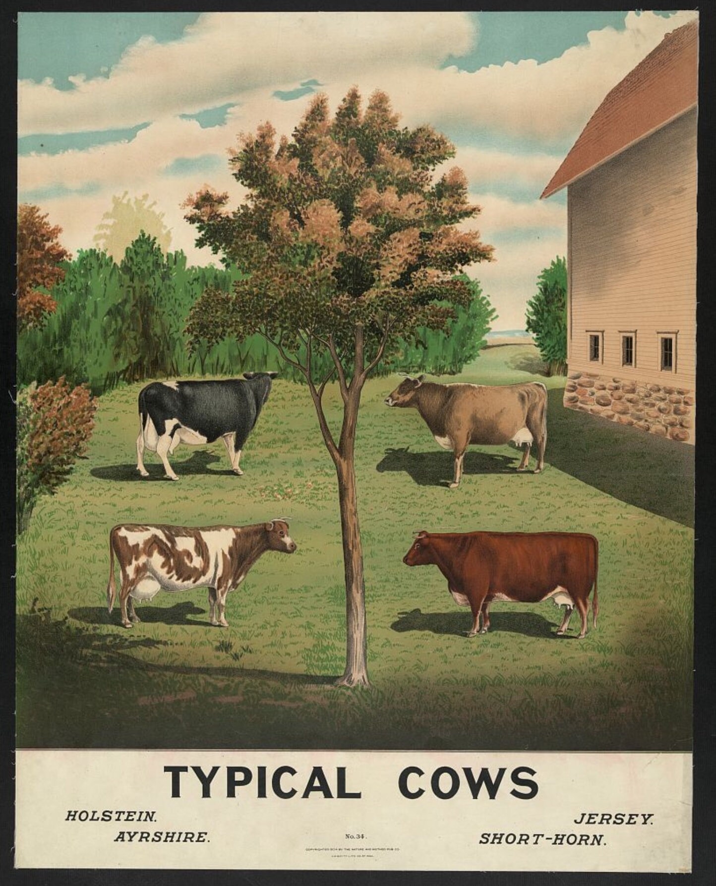Cow Print Digital Download Typical Cows Print for Cow Lovers Rustic ...