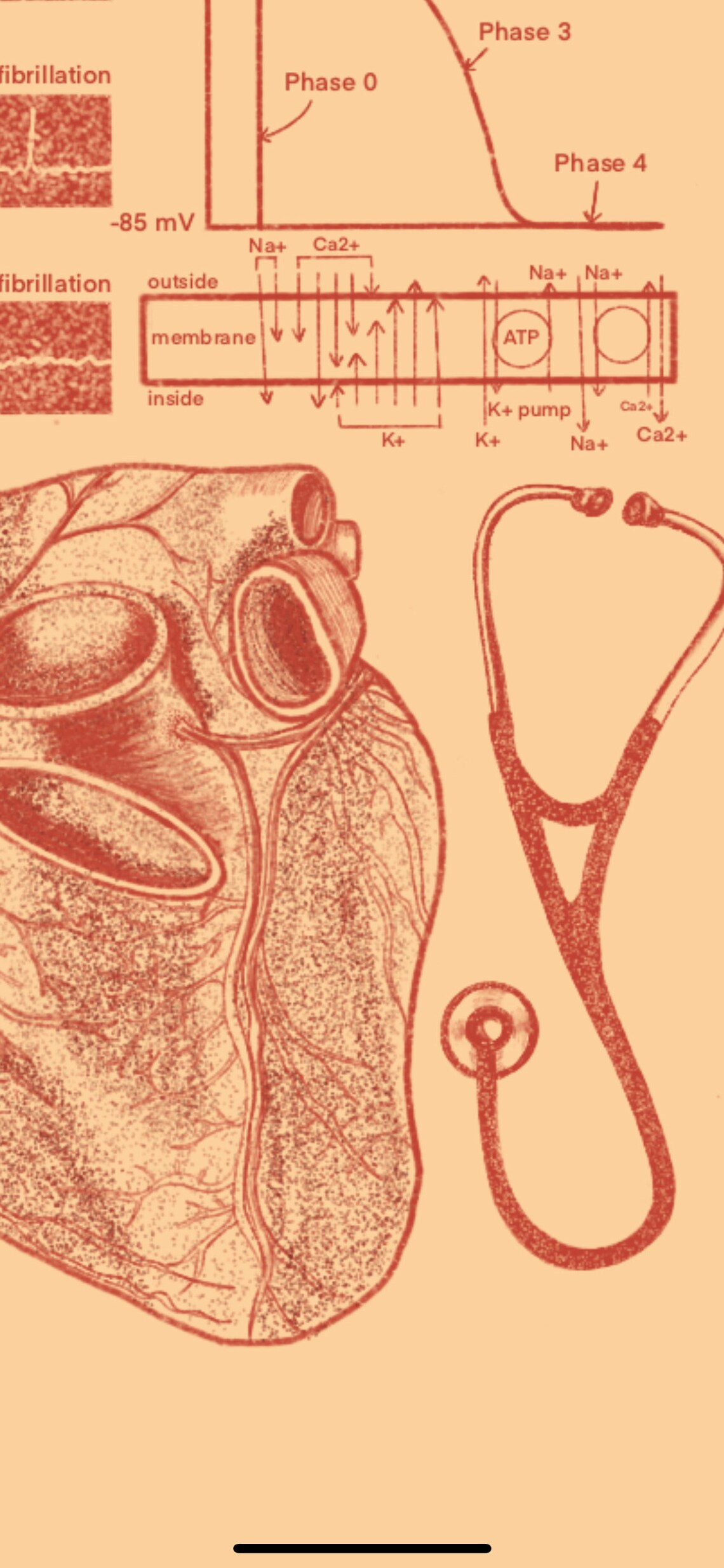 Cardiology/heart Anatomy iPhone Wallpaper & Background (ORANGE/BEIGE ...