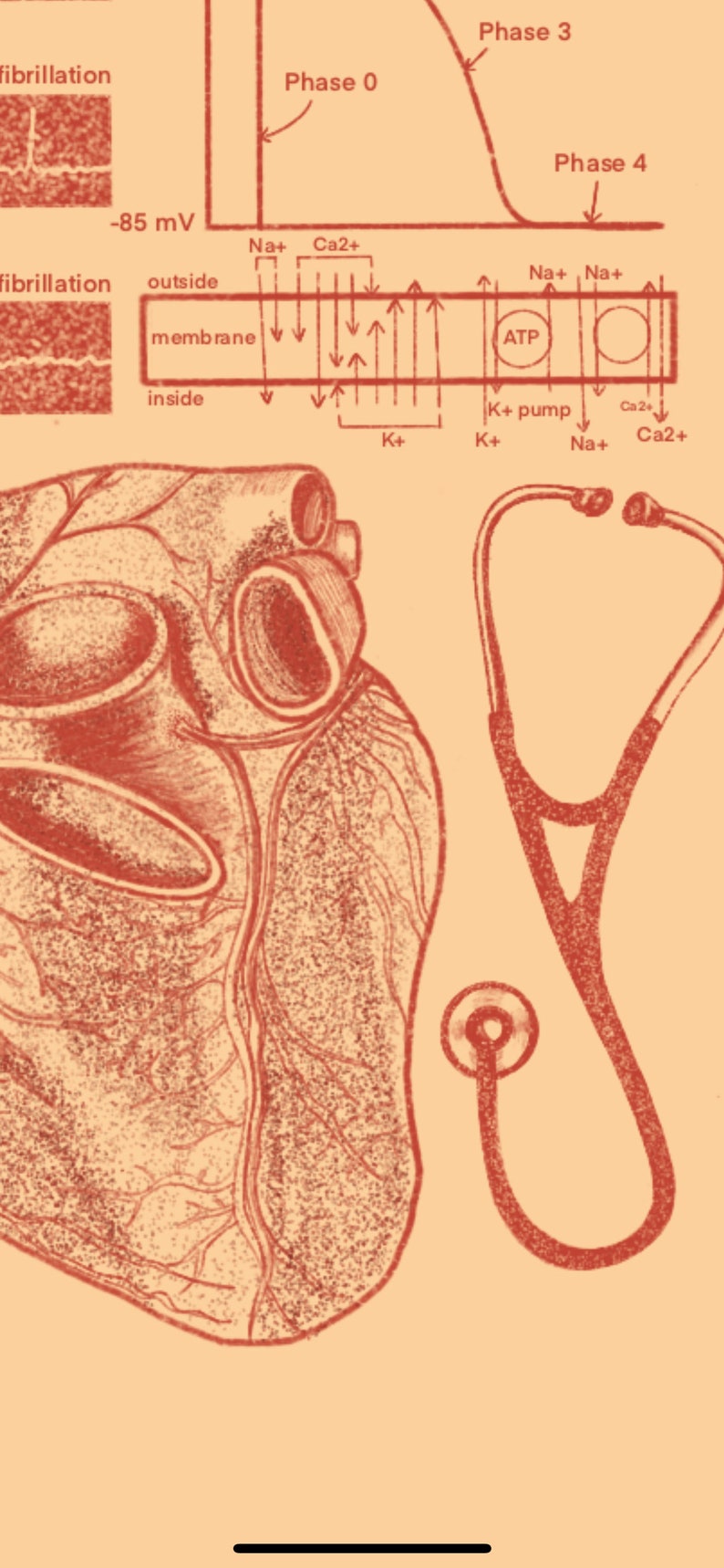 Cardiology/heart Anatomy iPhone Wallpaper & Background (ORANGE/BEIGE ...