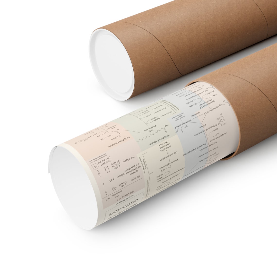 All Metabolic Pathways Physical Poster - Etsy
