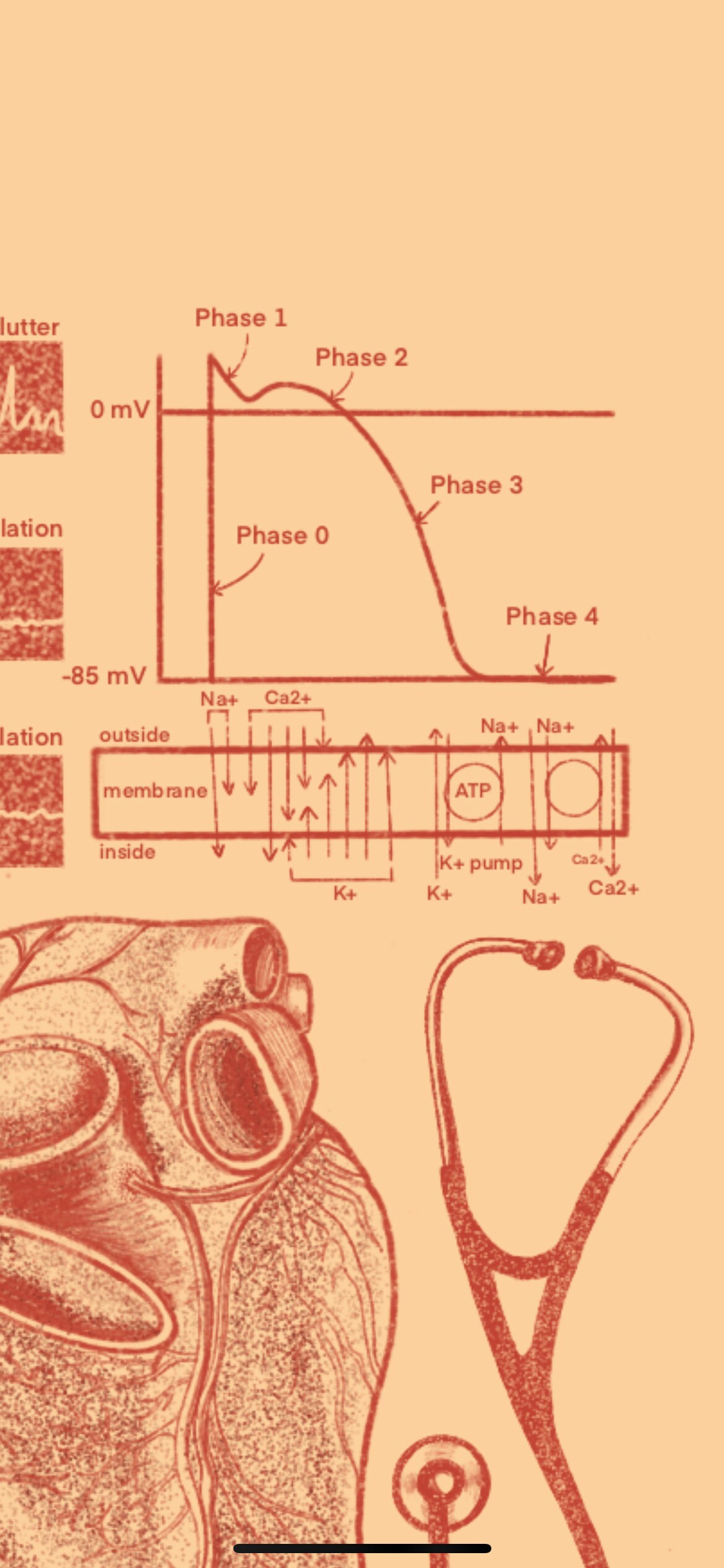 Cardiology/heart Anatomy iPhone Wallpaper & Background (ORANGE/BEIGE ...