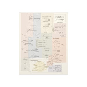 All Metabolic Pathways Physical Poster - Etsy