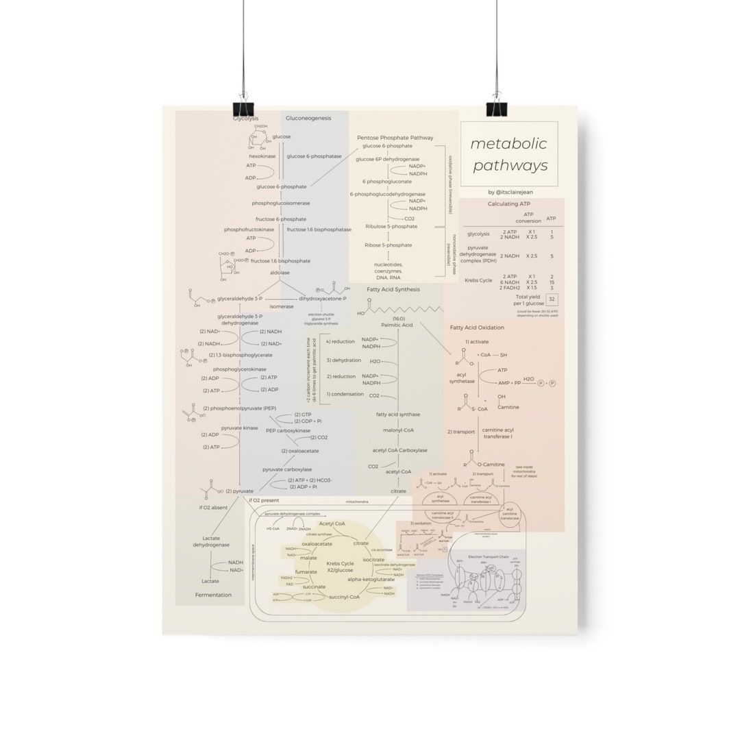 All Metabolic Pathways Physical Poster - Etsy