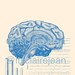 Neurology/brain Anatomy iPhone Wallpaper & Background (LIGHT TAN ...