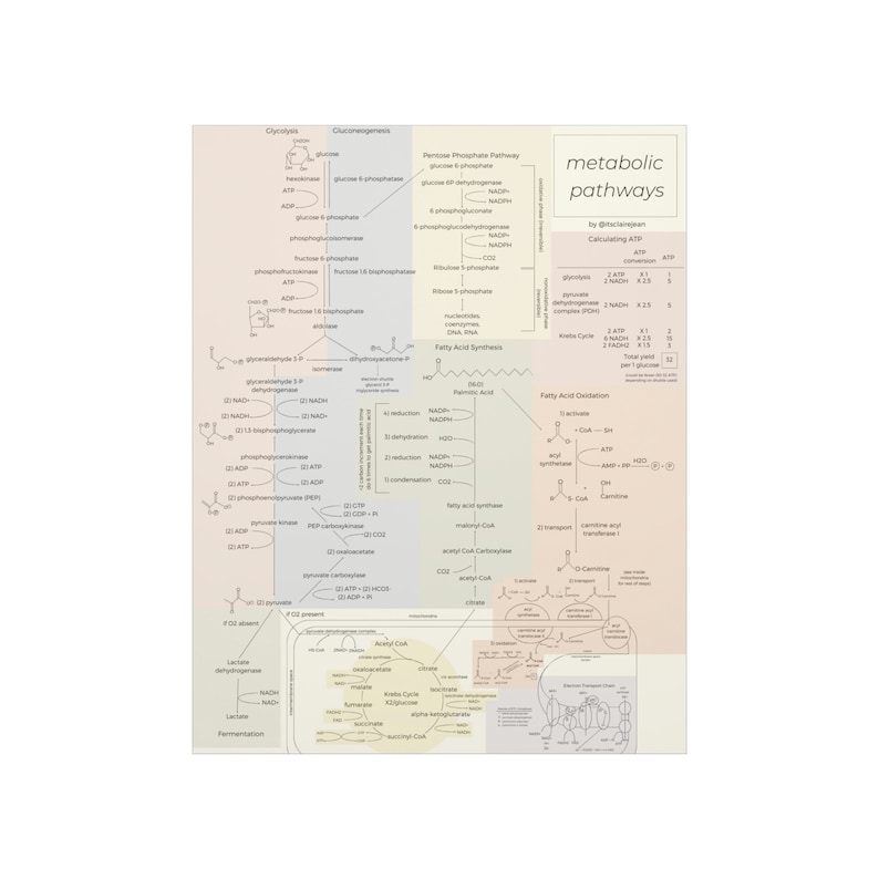 All Metabolic Pathways Physical Poster - Etsy