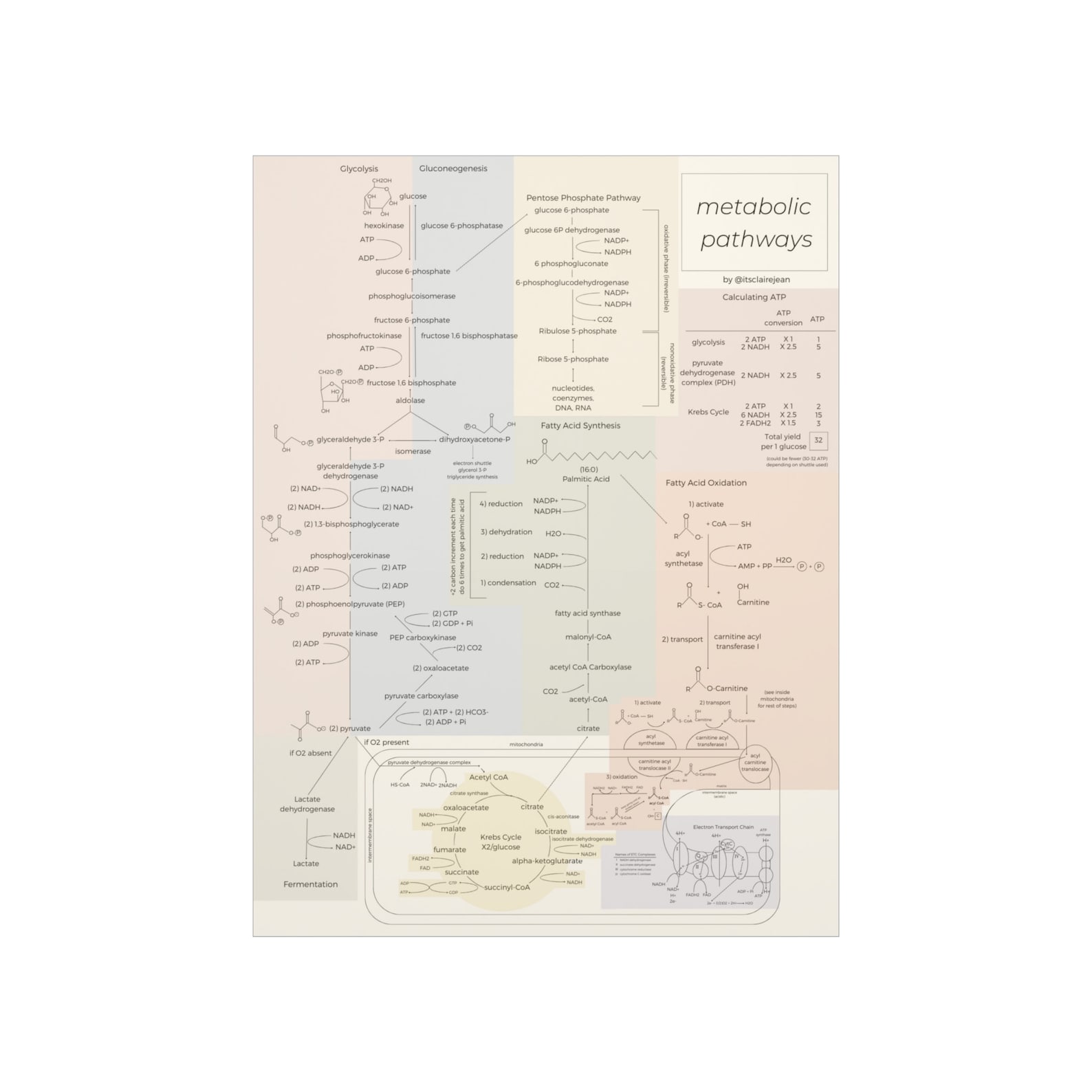 All Metabolic Pathways Physical Poster - Etsy