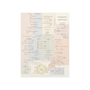 All Metabolic Pathways Physical Poster - Etsy