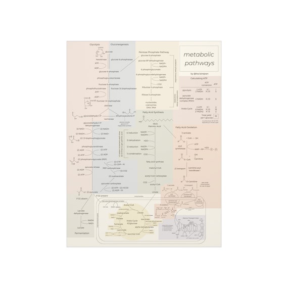 Biochemistry Pathways Poster