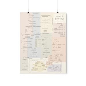 All Metabolic Pathways Physical Poster - Etsy