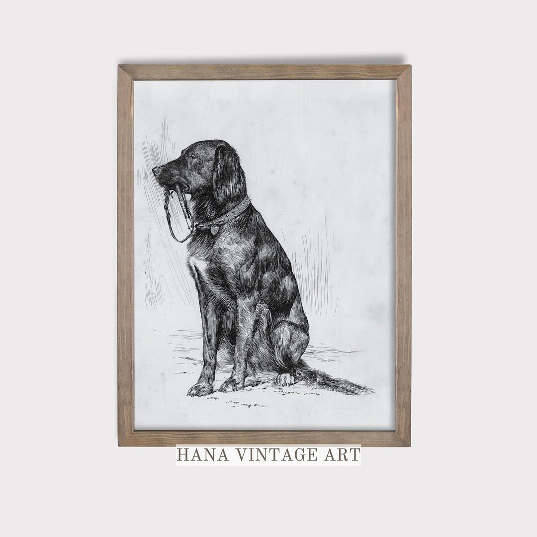 Vintage Dog Drawing Black Labrador Art Print Antique Animal - Etsy